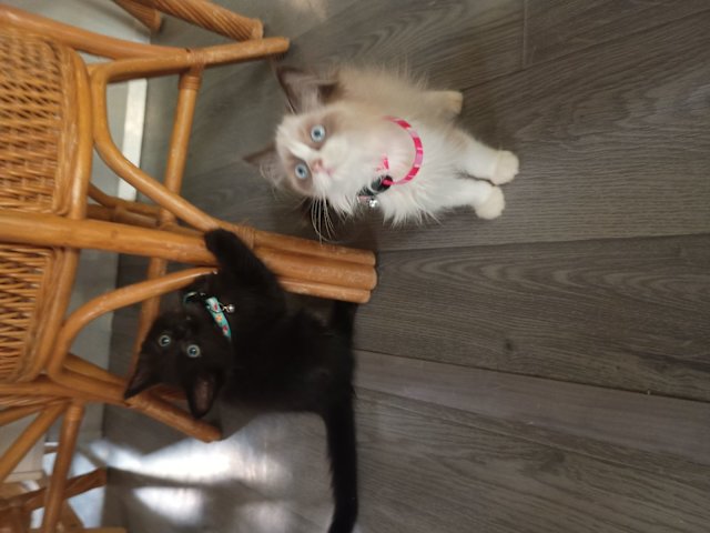 Evelyn (purebred female ragdoll) Sebation (Russian blue x ragdoll ...