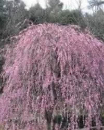 Prunus Mume Pendula - weeping pink flowering apricot 6ft - Plants in ...