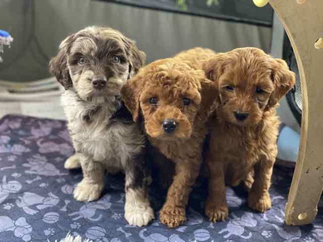 Mini Groodle puppies | Dogs & Puppies | Gumtree Australia South ...