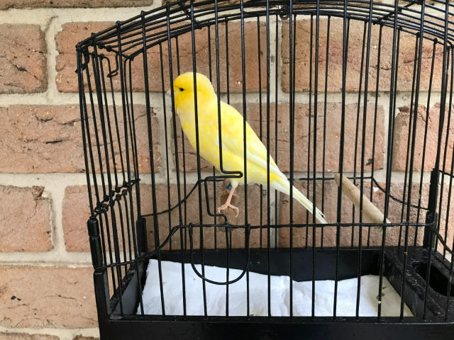 Canaries - Border Fancy | Birds | Gumtree Australia Wyong Area - Bateau ...
