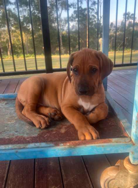 Rhodesian Ridgeback Puppy | Dogs & Puppies | Gumtree Australia Somerset ...