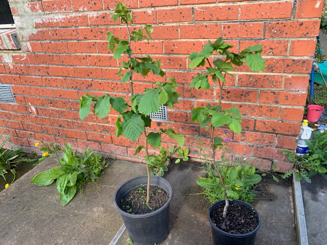 Hazelnut fruit tree for sale | Plants | Gumtree Australia Casey Area ...