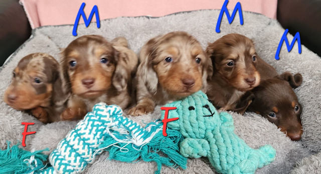True Mini Dachshund or Dashie Puppies | Dogs & Puppies | Gumtree ...