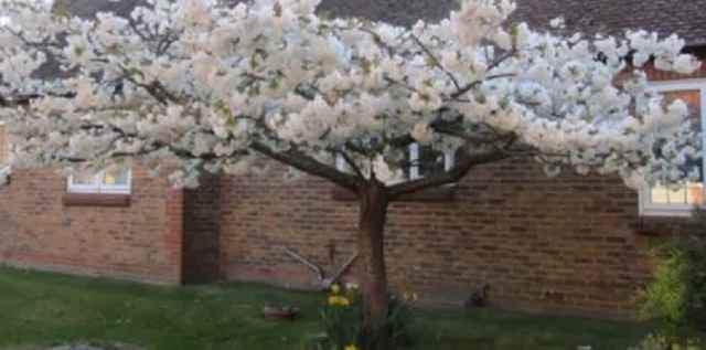 1.8m tall Flowering Cherry - Mt Fuji tree / no offers - Plants in ...