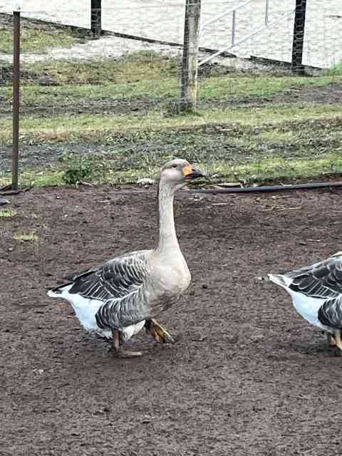 Brown Chinese gander and various duck and drakes | Birds | Gumtree ...