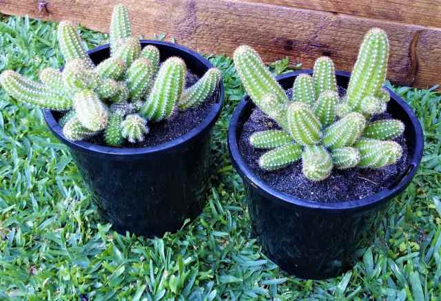 Peanut Cactus - Plants in Perth WA | Gumtree Australia