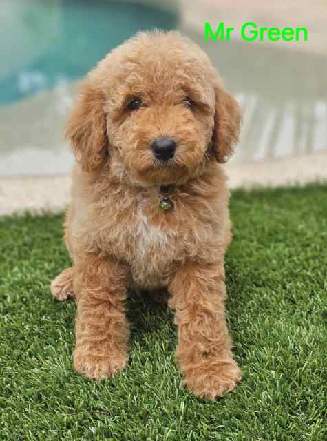 Miniature F2 Groodle puppy | Dogs & Puppies | Gumtree Australia ...