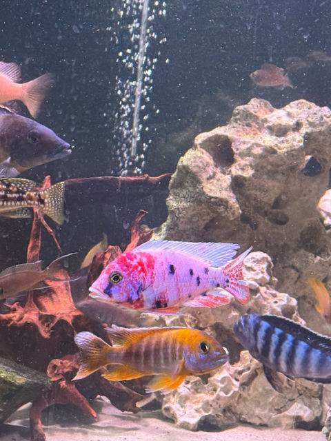 Display african cichlid peacocks | Fish | Gumtree Australia Inner ...