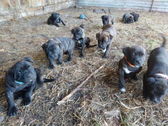 English Staffy puppies | Dogs & Puppies | Gumtree Australia Wellington ...
