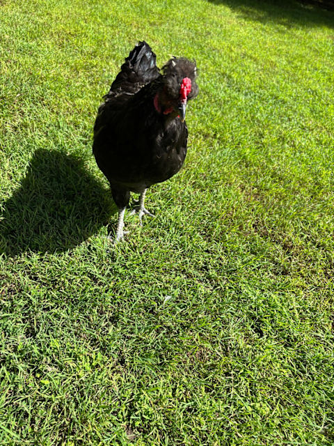 Random weird rooster? | Livestock | Gumtree Australia Caloundra Area ...