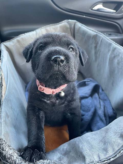 Rottweiler x Shar-Pei ‘RottPei’ | Dogs & Puppies | Gumtree Australia ...