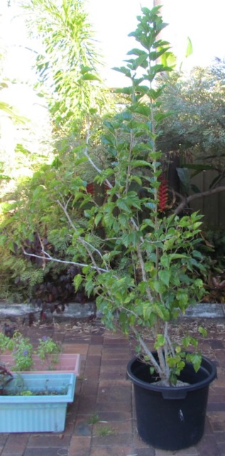 POTTED DWARF BLACK MULBERRY TREE - $40 - Plants in Upper Mount Gravatt ...