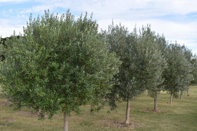 Olive trees - Olea europaea field grown 2.8 - 3.2m - Spring Sale ...