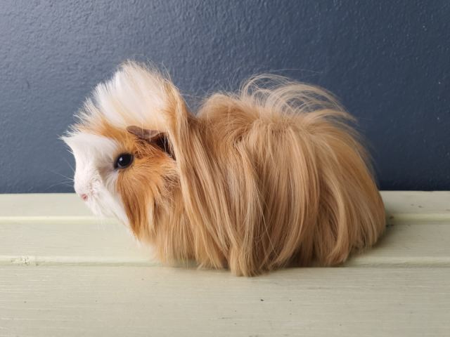 Abyssinian mix Long Hair Guinea Pigs | Other Pets | Gumtree Australia ...