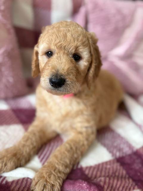 2 x Girl Groodle Puppies | Dogs & Puppies | Gumtree Australia Gold ...