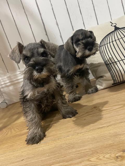 Pure breed ! Miniature Schnauzer 2 boys left | Dogs & Puppies | Gumtree ...