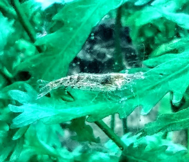 Mixed colour aquarium cherry shrimp | Fish | Gumtree Australia ...