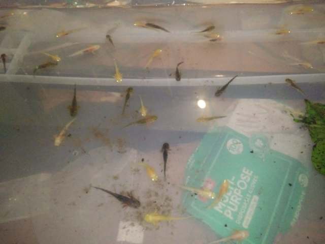 baby axolotls (white mum, gold father) hundreds available | Fish ...