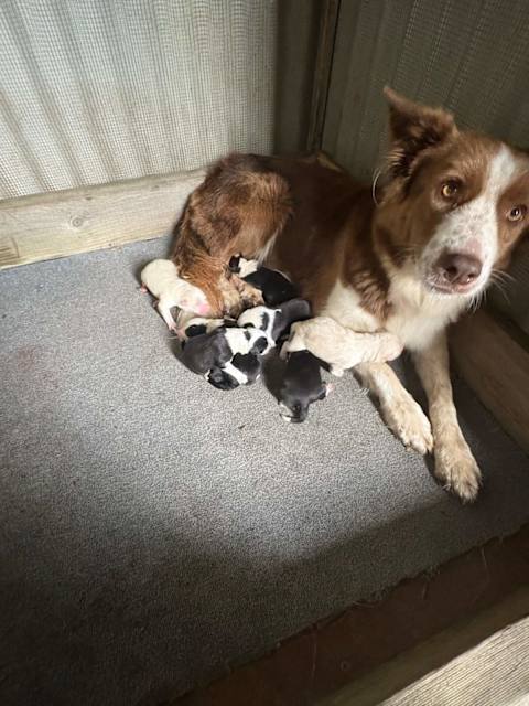 Border Collie Puppies | Dogs & Puppies | Gumtree Australia Gympie Area ...