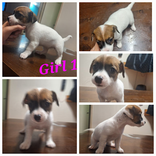 Jack Russell mini foxy puppies | Dogs & Puppies | Gumtree Australia ...