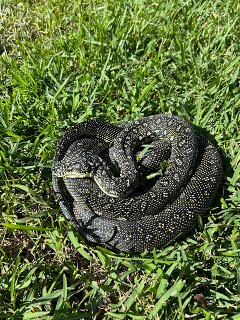 Pure Diamond Python | Reptiles & Amphibians | Gumtree Australia ...