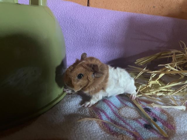 Sheba Mini Yak Baby Guinea Pigs - available | Other Pets | Gumtree ...