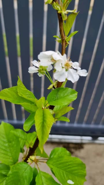 Flowering/fruiting dwarf Stella Cherry tree in 26cm pot | Plants ...