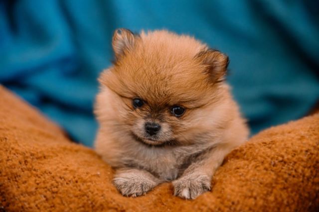 Toy size Pomeranian teddy bear face females | Dogs & Puppies | Gumtree ...