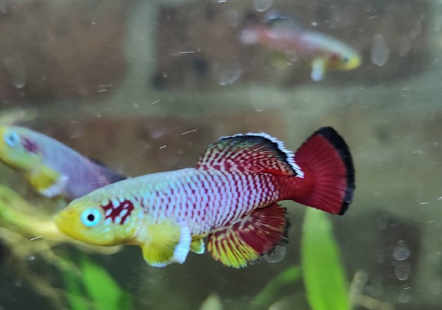 Nothobranchius Guentheri Killifish eggs 30+ for trade | Fish | Gumtree ...