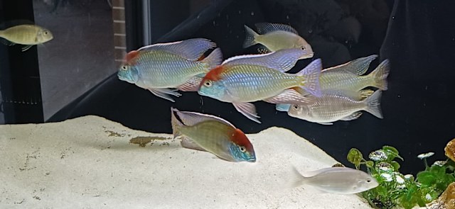 African Cichlids Lethrinops Red Cap Tanzania - Display Males - Bris ...