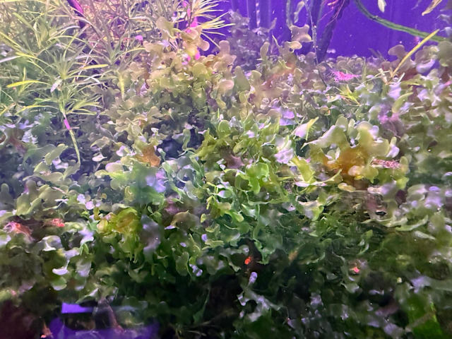 Subwassertang Aquarium plant - Plants in Kingsford NSW | Gumtree Australia