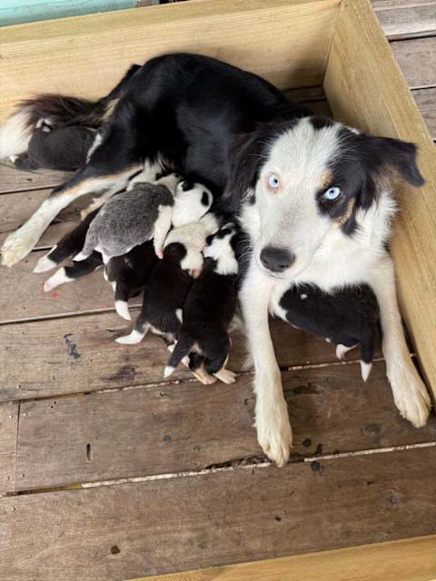 Free Local Classifieds Ads from all over Australia - Gumtree