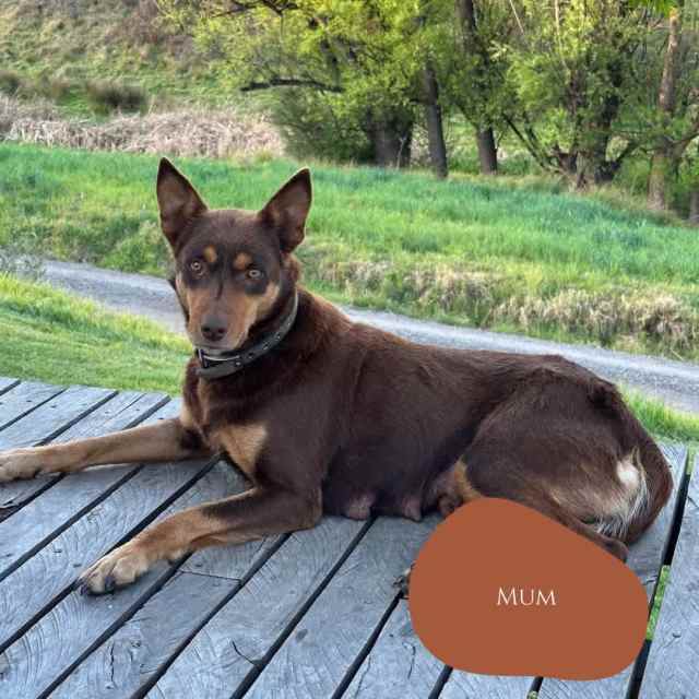 Purebred Kelpie Puppies. Famous bloodlines! | Dogs & Puppies | Gumtree ...