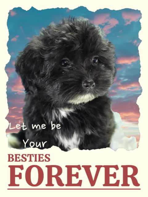 This Moodle is looking for love. last of the litter.... | Dogs ...