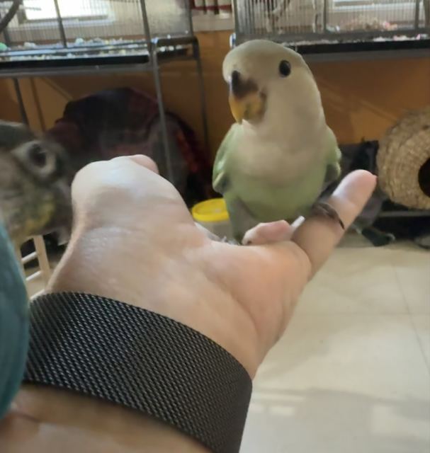 Peach face Hand Raised | Birds | Gumtree Australia Caboolture Area ...