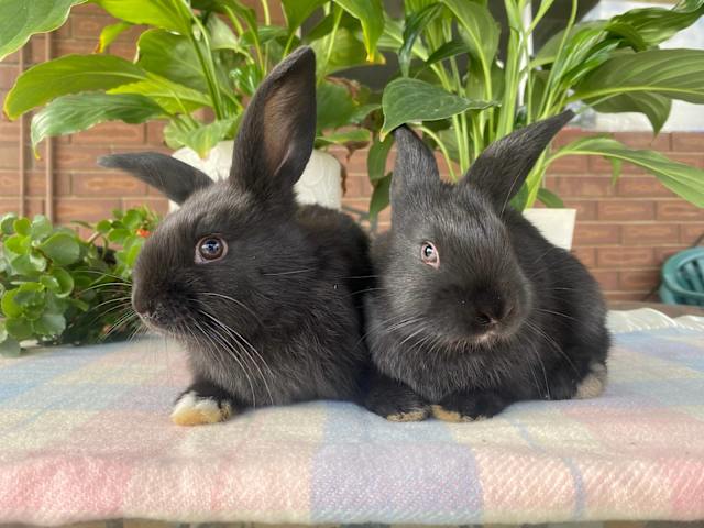 Flemish x Dutch Baby Rabbits | Rabbits | Gumtree Australia Kalamunda ...