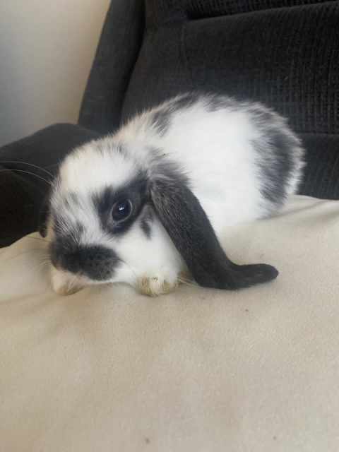 BABY MINI LOP RABBITS | Rabbits | Gumtree Australia Wyong Area - Wyong ...