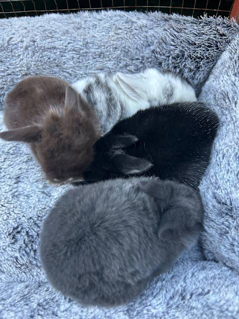 Purebred Mini Lop baby rabbits | Rabbits | Gumtree Australia Hume Area ...
