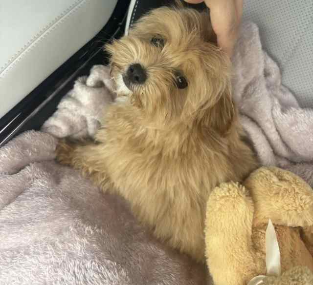 Shmoodle Schmoodle Toy Poodle x Maltese Shih Tzu | Dogs & Puppies ...