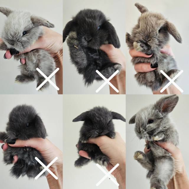Pure-bred mini lops **ONE LEFT** | Rabbits | Gumtree Australia Hobart ...