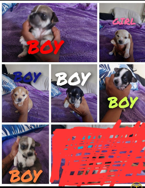 6 beautiful puppies | Dogs & Puppies | Gumtree Australia Perth City ...