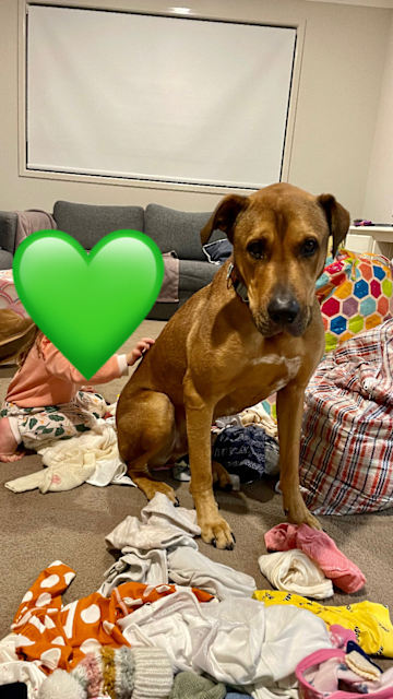 7yo Desexed Great Dane X for Rehome | Dogs & Puppies | Gumtree ...