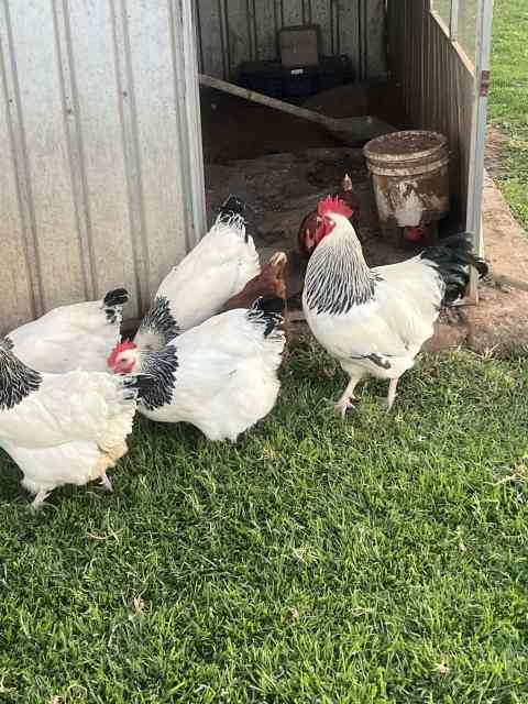 Sussex rooster/chicken | Livestock | Gumtree Australia Camden Area ...