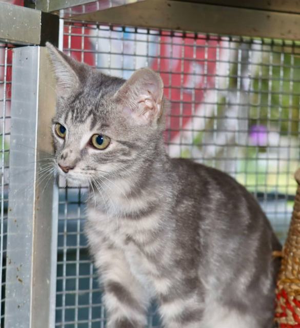 Kittens - Soquilichi Rescue Ranch | Cats & Kittens | Gumtree Australia ...