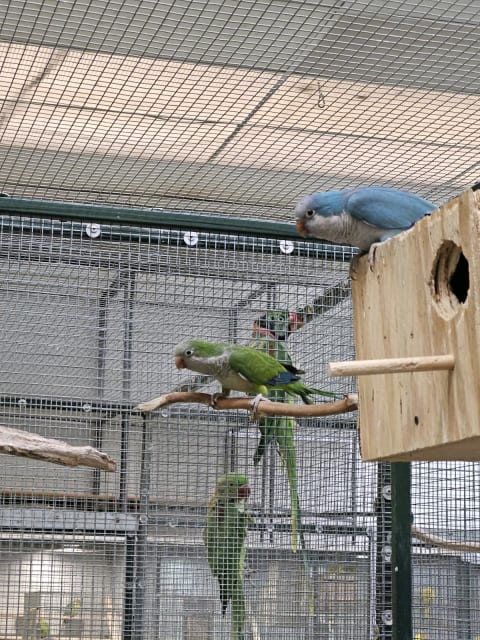 Quaker Parrot Nest Box