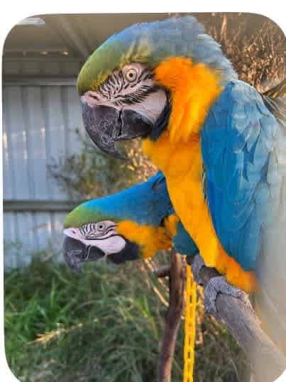 Aviary sell out must go PRICES Are FIRM! | Birds | Gumtree Australia ...