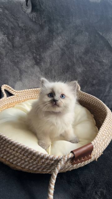 Blue-Point & Blue Mink Ragdoll Kittens for sale! | Cats & Kittens ...