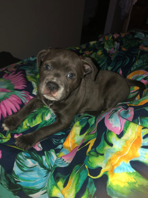 Purebred Blue English Staffy. | Dogs & Puppies | Gumtree Australia ...