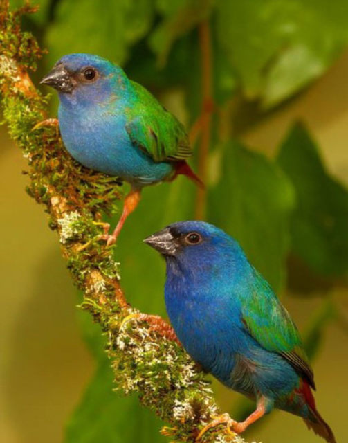 Finches - Tri-colour cocks swap or sell | Birds | Gumtree Australia ...