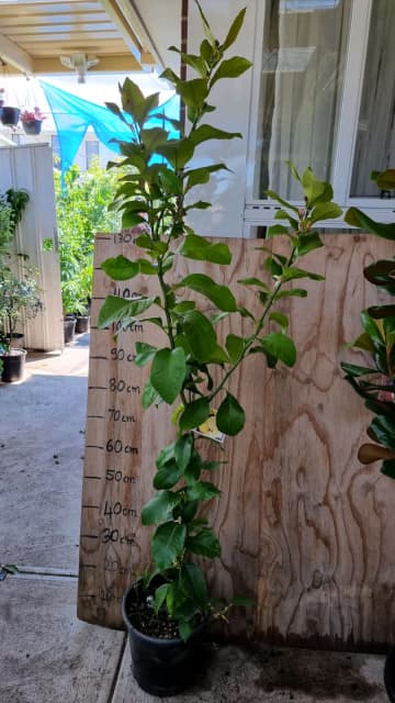 Very big fruiting Eureka lemon tree in 26cm pot- Noble Park VIC ...